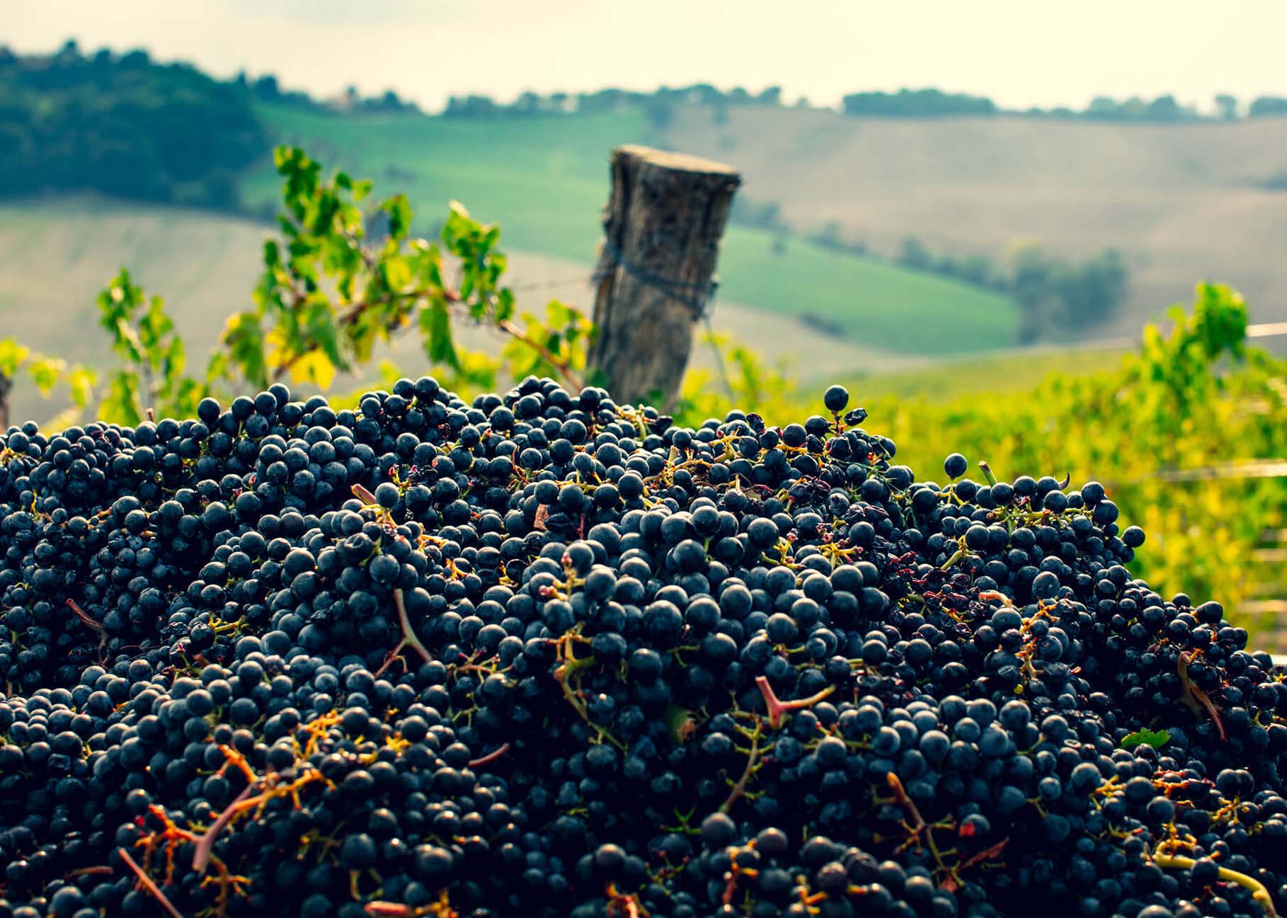 Marche, cantine e vini marchigiani - 20 Regions Of Italy